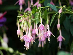 Fuchsia / RHS Plant Guide