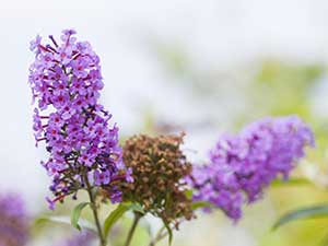 Buddleja (Butterfly bush) / RHS Plant Guide