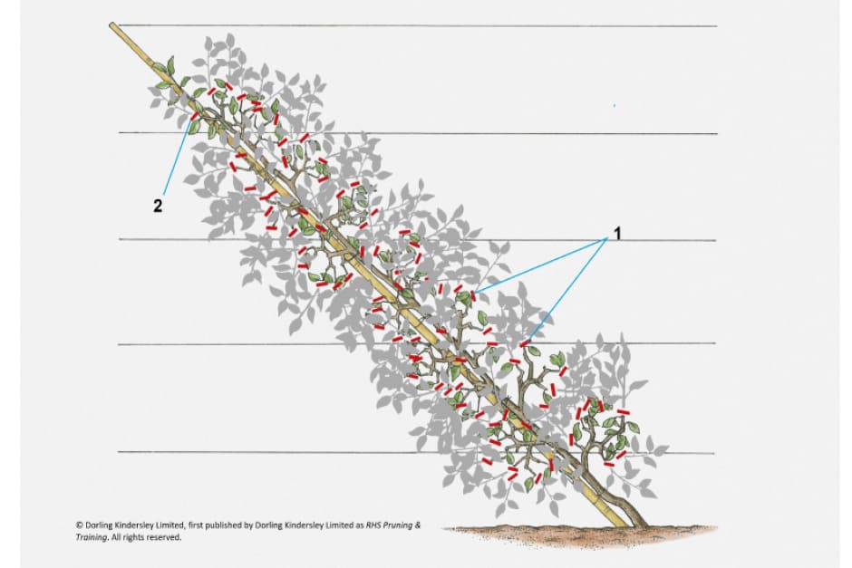 Apples and pears: pruning cordons | RHS Advice
