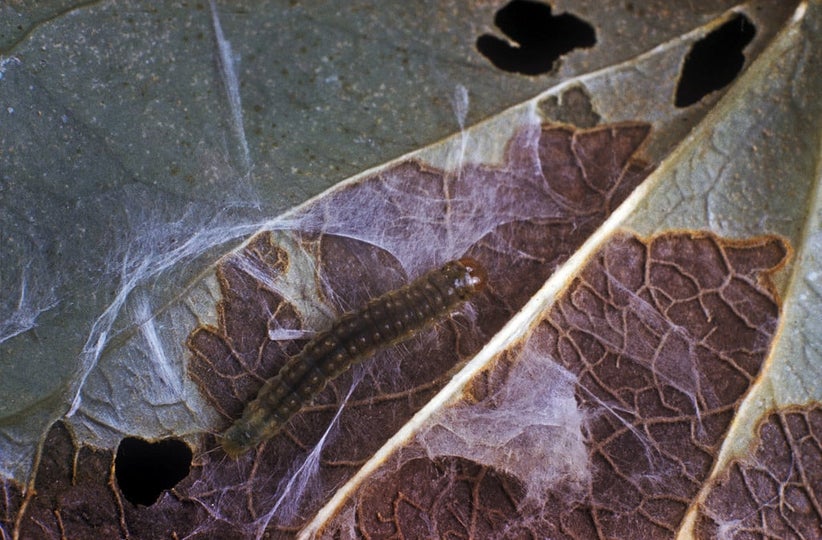Tortrix Moth Caterpillars | RHS Advice