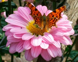 How gardeners can help pollinators | RHS Advice