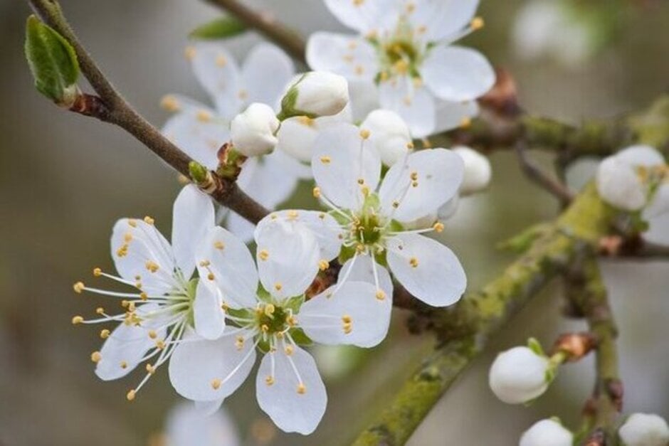 How to grow damsons | RHS Guide