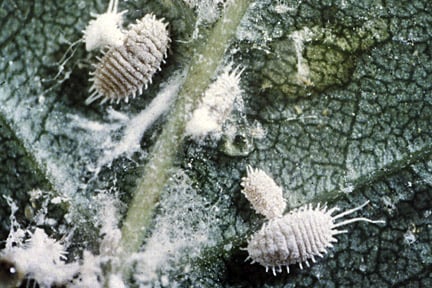 Scale Insects: Identification and Control | RHS Advice