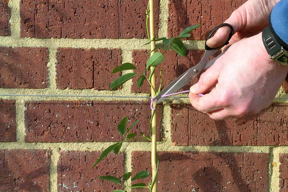 How to Plant a Climber | RHS Advice