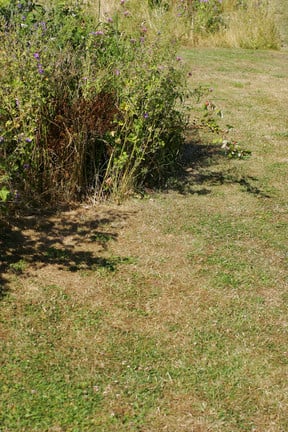 Lawns: Dry Patch Problems & Fixes | RHS Advice