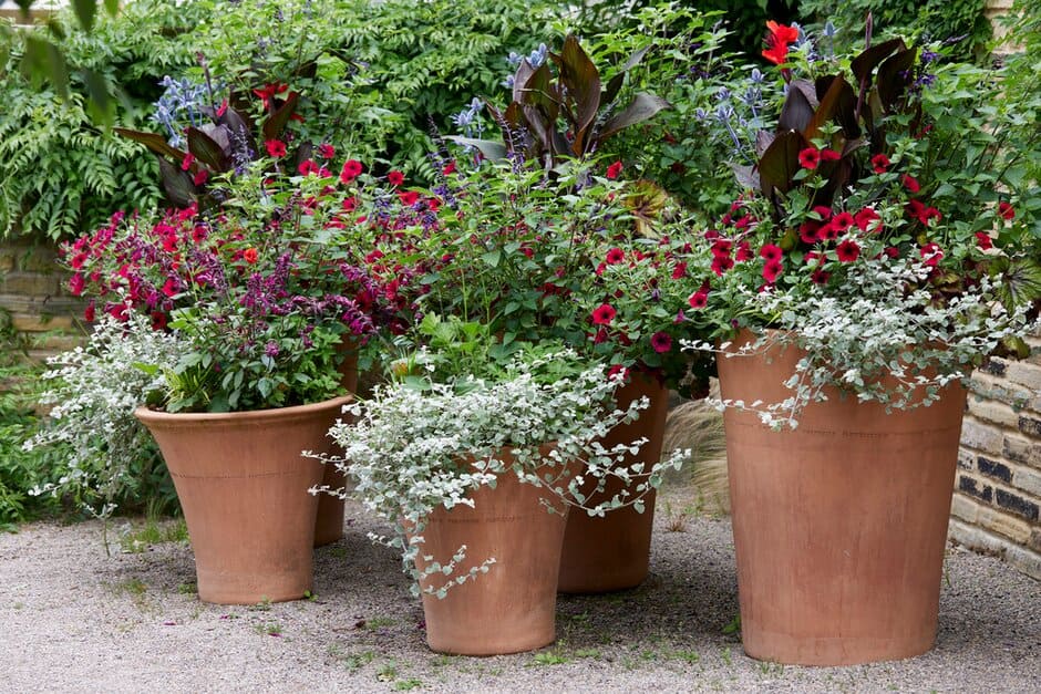 Container maintenance: Expert Guide | RHS Advice