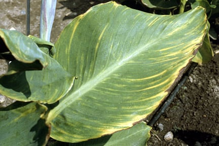 Plant Viruses: Identification & Management | RHS Advice