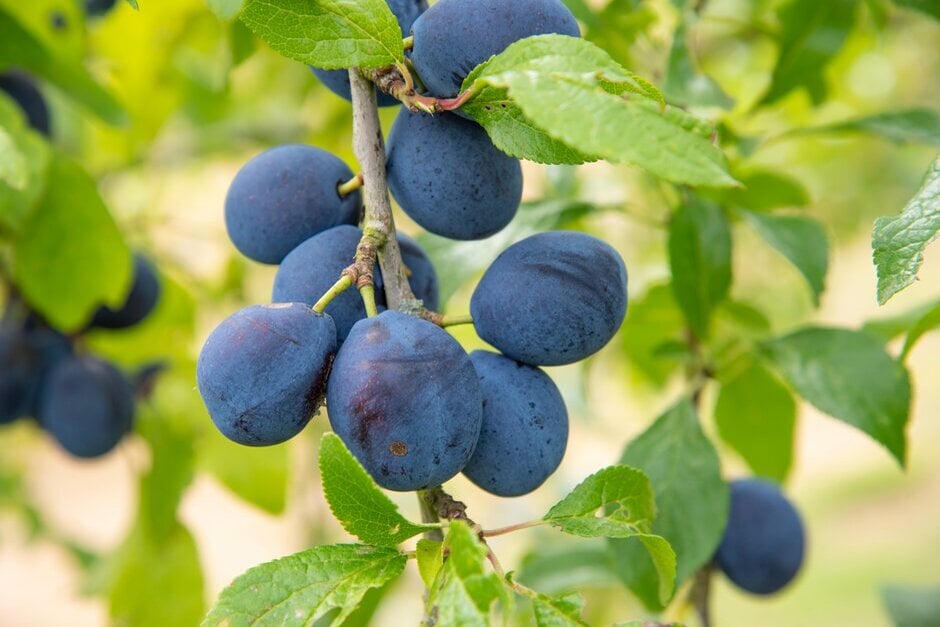How to grow damsons | RHS Guide