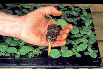 How to grow Echium / RHS Growing Guide