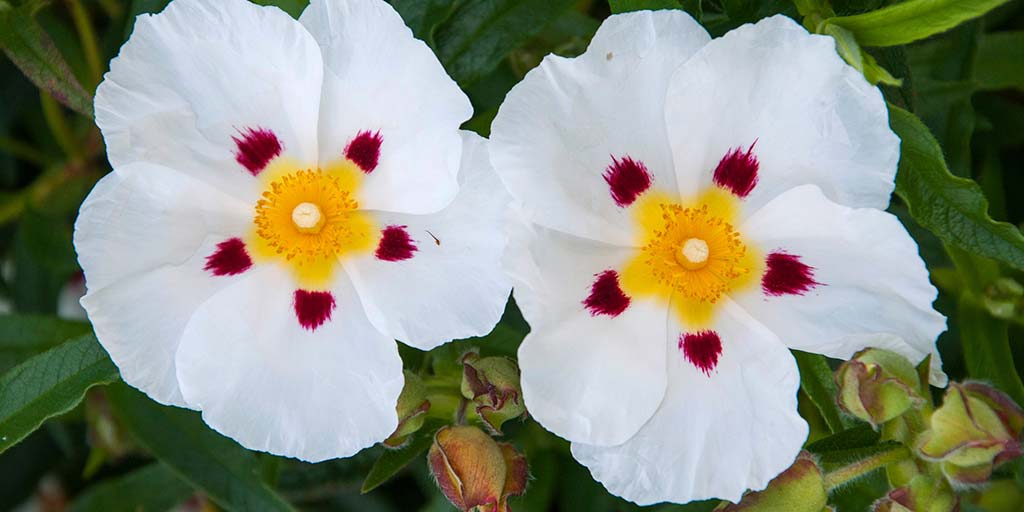 Cistus / RHS Plant Guide