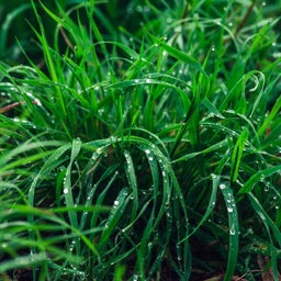 Couch Grass | RHS Advice