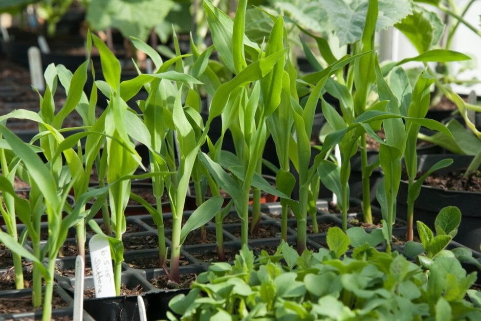 How to grow Sweetcorn | RHS Guide