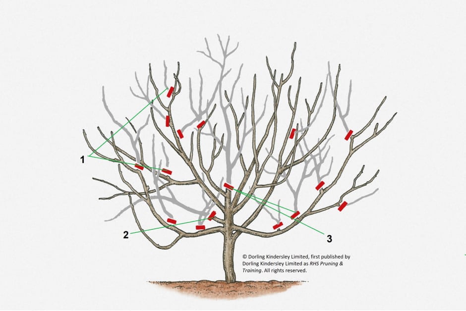 Figs: pruning and training | RHS Advice