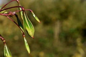 Himalayan balsam | RHS Advice