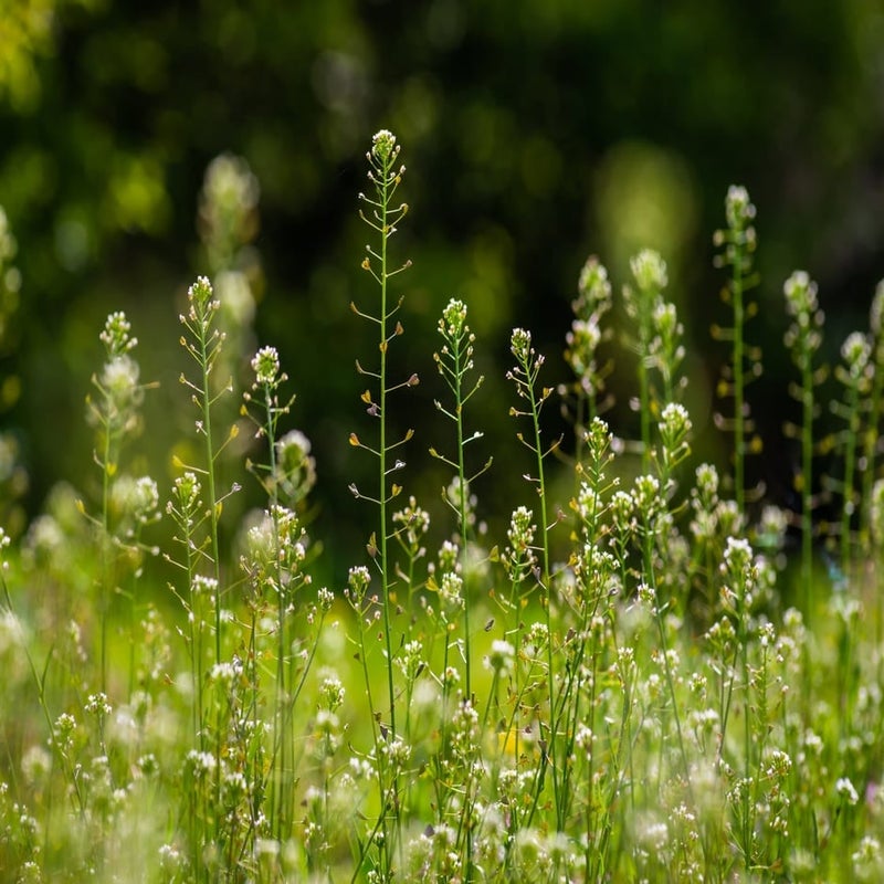 Shepherd's Purse | RHS Advice