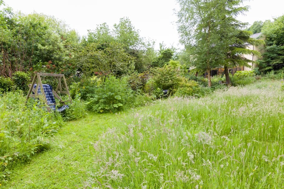 Lawn and mini-meadow habitats | RHS Advice