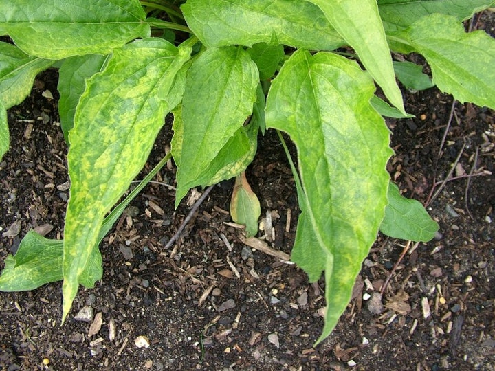 Plant Viruses: Identification & Management | RHS Advice