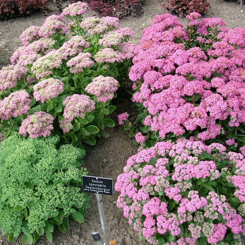 Chelsea chop | RHS Advice