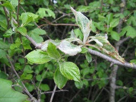 Apple Powdery Mildew: Symptoms and Care | RHS Advice