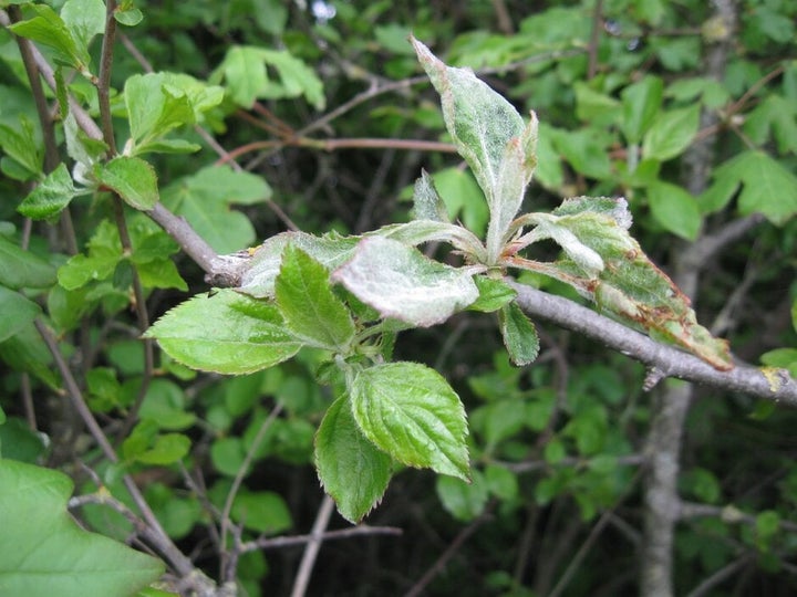 Apple Powdery Mildew: Symptoms and Care | RHS Advice