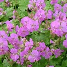 Cleome / RHS Plant Guide