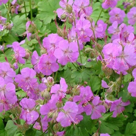 Cleome / RHS Plant Guide