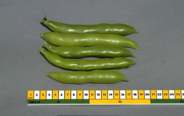 How to grow broad beans | RHS Guide