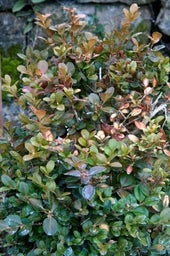 Managing Box Blight Outbreaks | RHS Advice