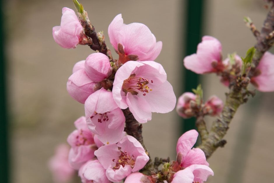 How to grow peaches | RHS Guide