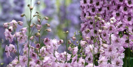 Hardy geraniums / RHS Plant Guide