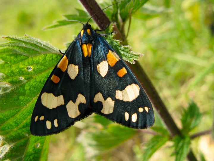 Moths in your garden | RHS Advice