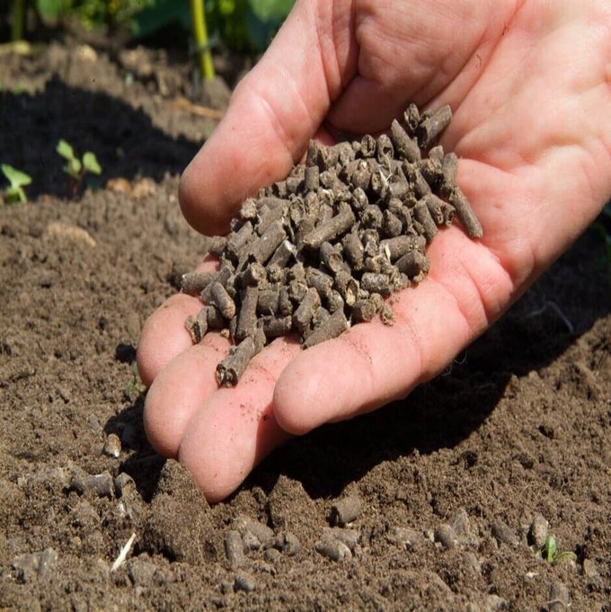 Nutrient deficiencies | RHS Advice