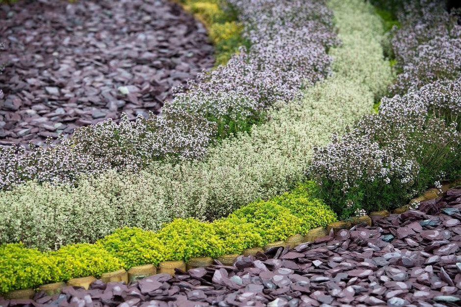How to grow Thyme | RHS Guide