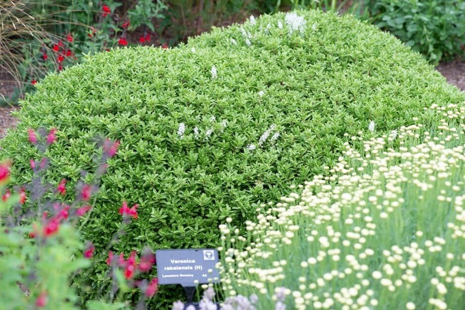 Best Evergreens for Pollinators | RHS Advice