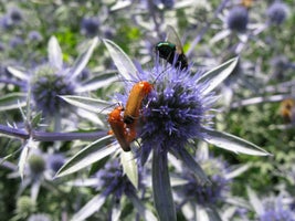How gardeners can help pollinators | RHS Advice