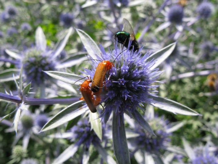 How gardeners can help pollinators | RHS Advice