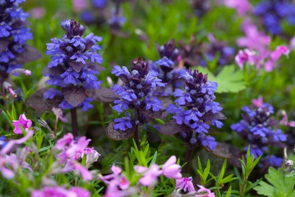 Clay soils with white and blue flowers | RHS Advice