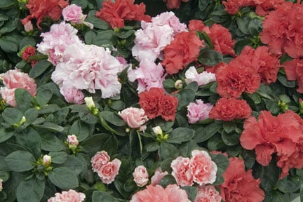 Azaleas Indoors | RHS Advice