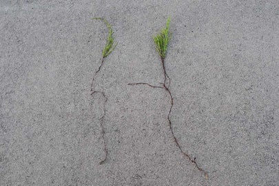 Horsetail | RHS Advice