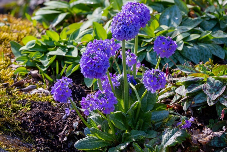 Damp soil planting ideas | RHS Advice