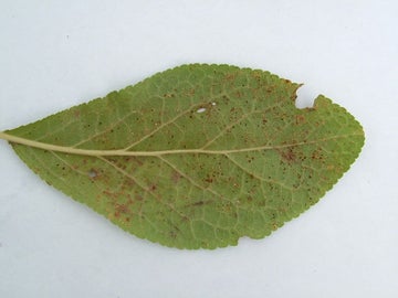 Rust diseases: Symptoms & Control | RHS Advice