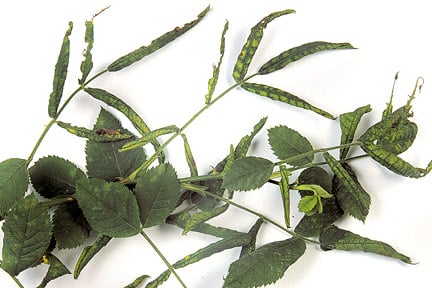 Rose Aphids: Identification and Control | RHS Advice