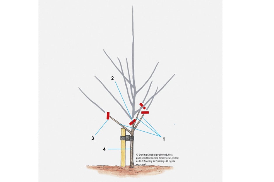 Apples and pears: pruning new trees | RHS Advice