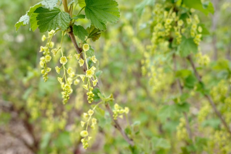 How to grow redcurrants | RHS Guide