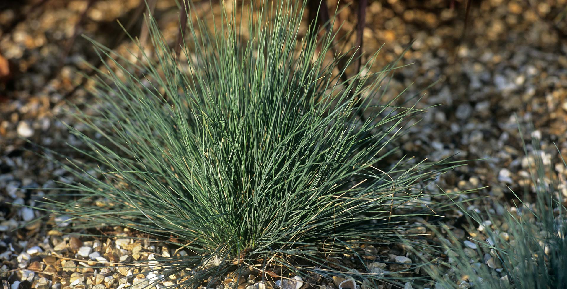 Festucas / RHS Plant Guide