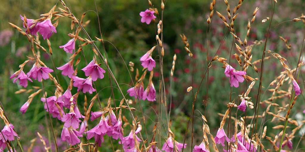 Dierama (Angel's fishing rod) / RHS Plant Guide