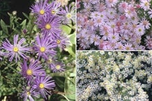 Asters / RHS Plant Guide