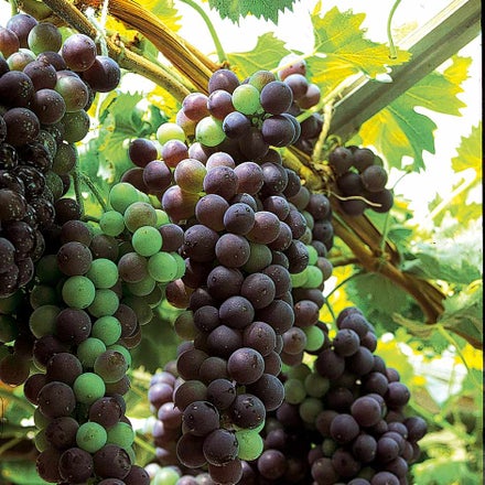 Grapes: pruning and training | RHS Advice