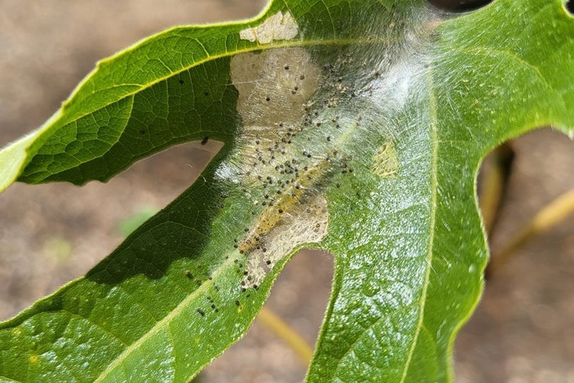 Fig Leaf Skeletoniser: Protect Your Fig Plants | RHS Advice
