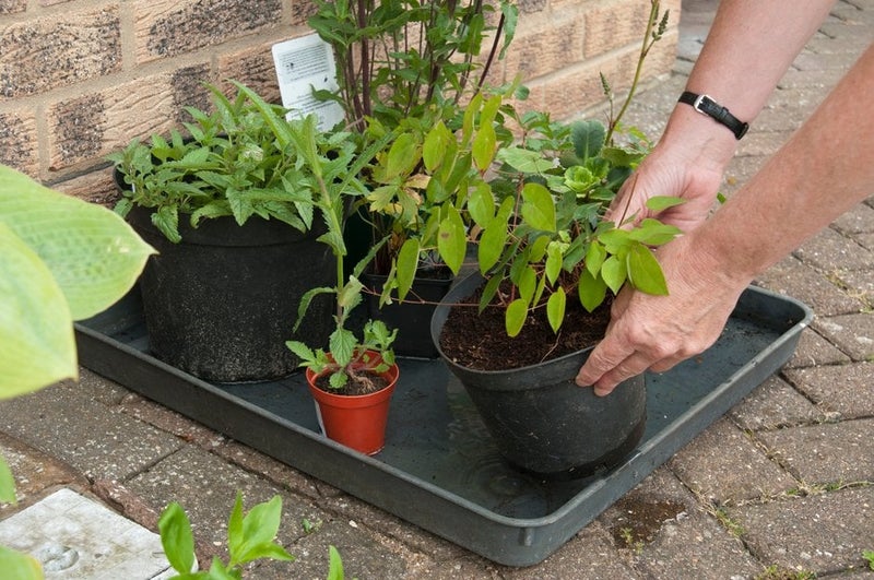 How to water containers: Expert Guide | RHS Advice